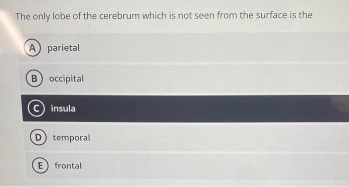 Solved The borders between the superficial lobes of the | Chegg.com