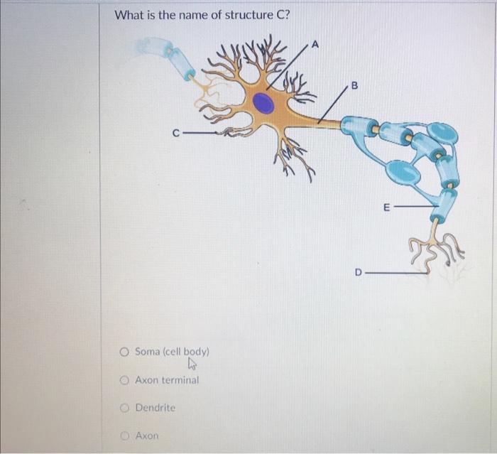 Solved What is the name of structure C? C- E D O Soma (cell | Chegg.com