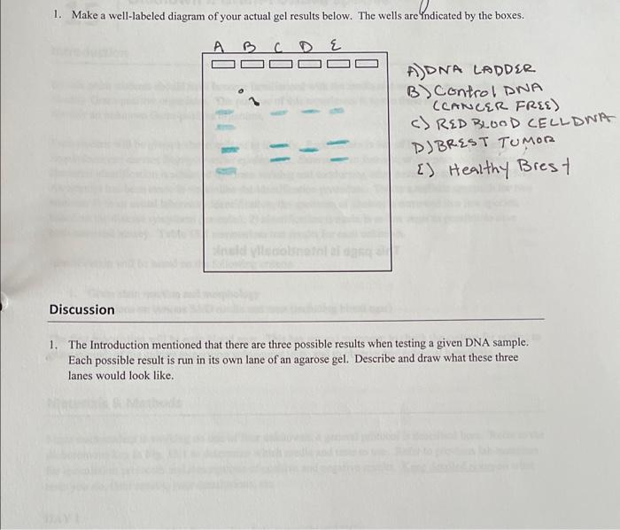Solved 1. Make a well-labeled diagram of your actual gel | Chegg.com