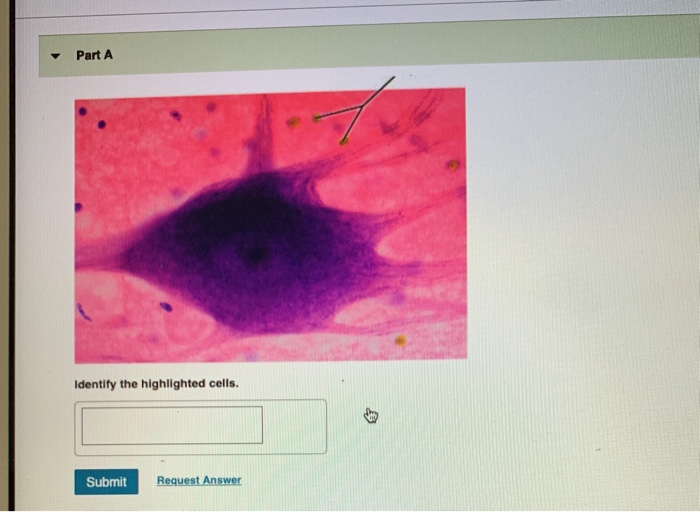 Solved Part A Identify the highlighted cells. Submit Request | Chegg.com