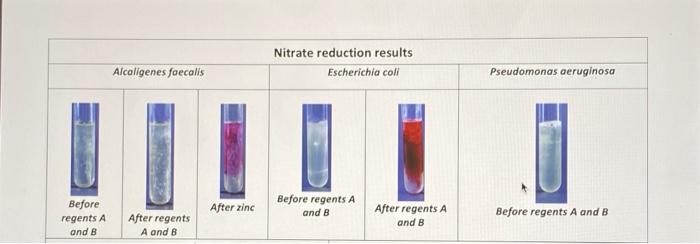 Solved Nitrate reduction results Escherichia coli | Chegg.com