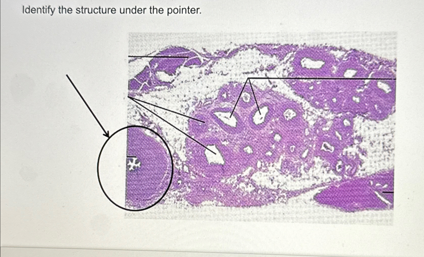 Solved Identify the structure under the pointer. | Chegg.com