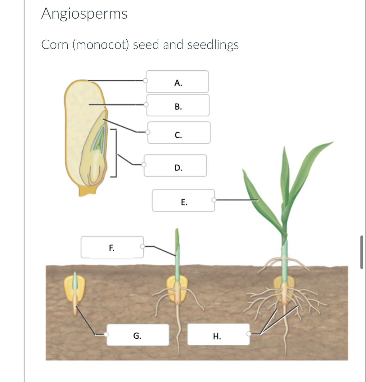 AngiospermsCorn (monocot) ﻿seed and seedlingsE.F.G.H. | Chegg.com