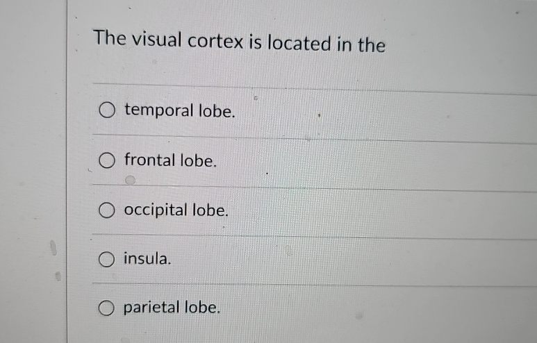 Solved The visual cortex is located in theq,temporal | Chegg.com