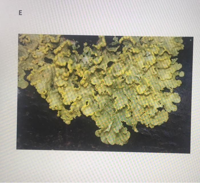 Solved Table 1 - Unknown Lichen identification using | Chegg.com