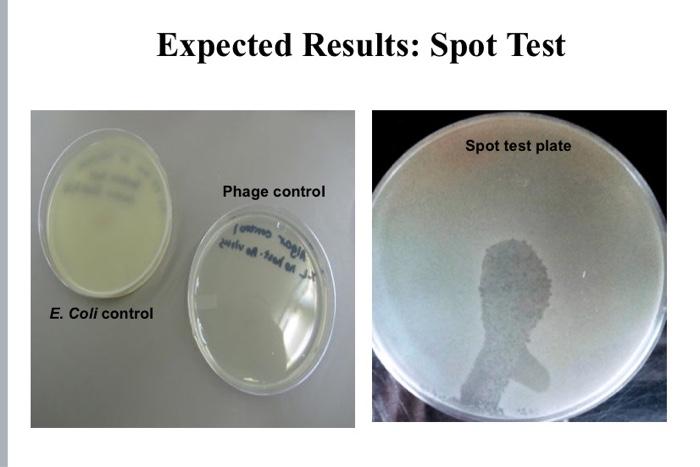 Solved Spot Test Observe the 3 plates for circular zone of | Chegg.com