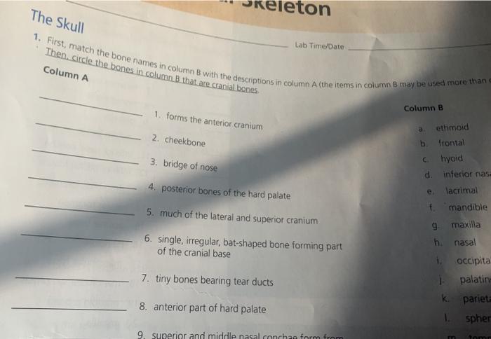 eleton The Skull 1. First match the bone names in | Chegg.com
