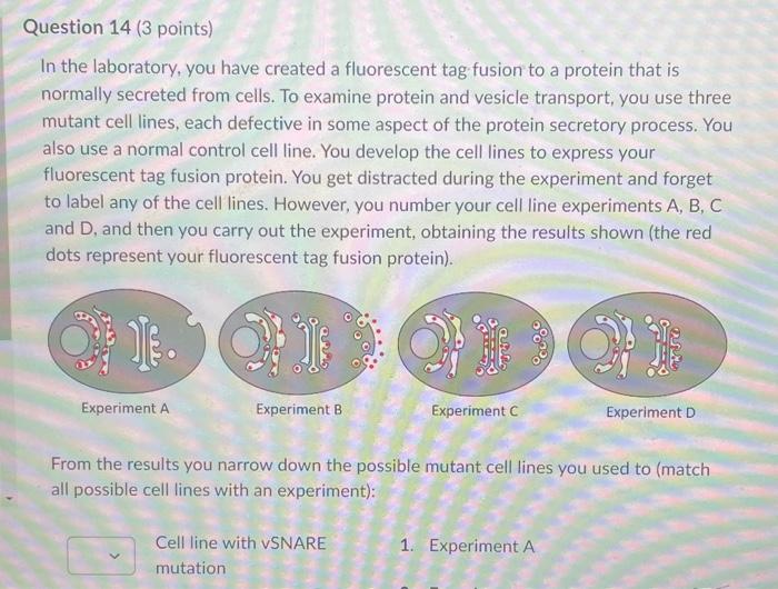 Solved In the laboratory, you have created a fluorescent tag | Chegg.com