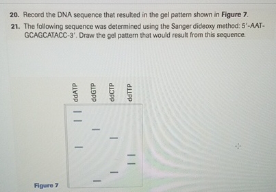 Solved Record the DNA sequence that resulted in the gel | Chegg.com