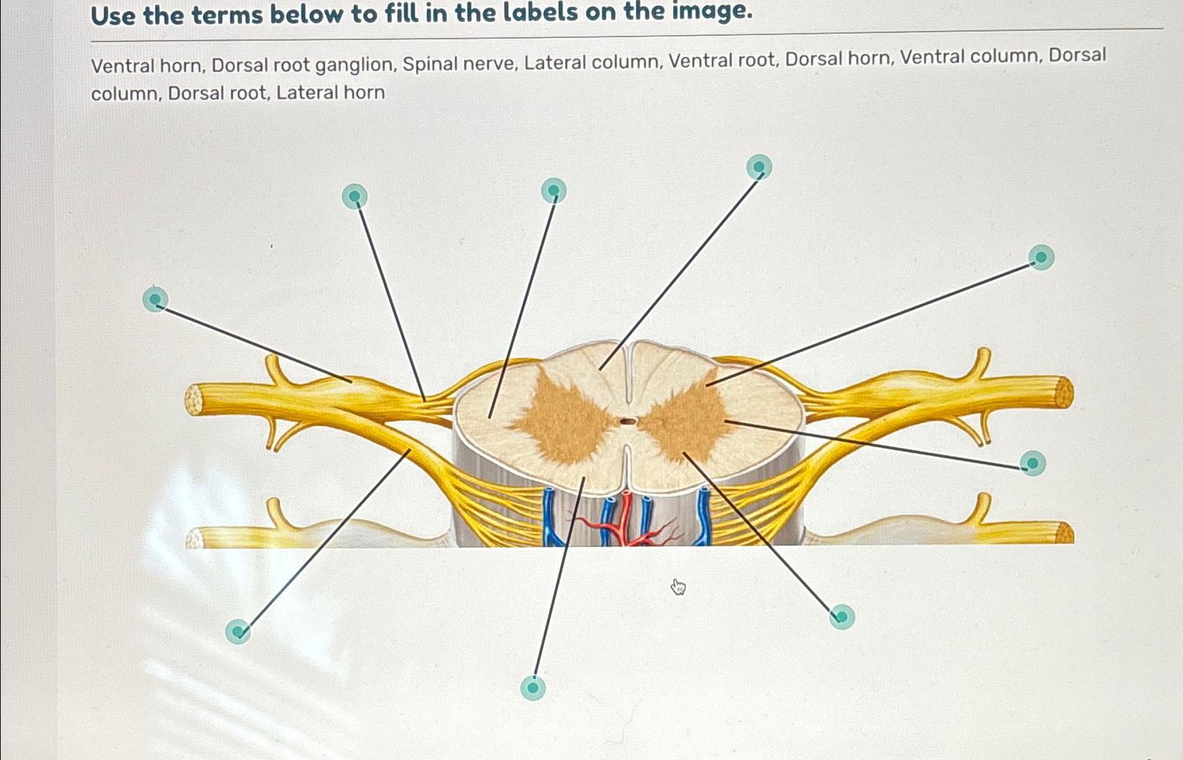 Solved Use the terms below to fill in the labels on the | Chegg.com