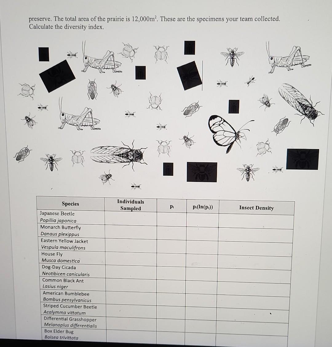 Shannon Index of Diversity There are multiple | Chegg.com
