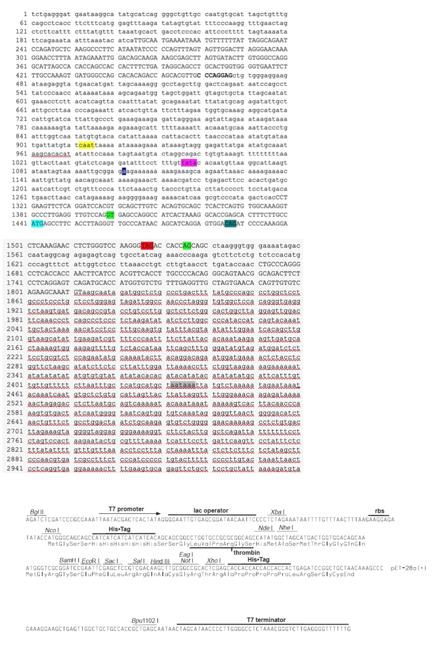 Solved create 2 ﻿primers to clone the DNA sequence into | Chegg.com