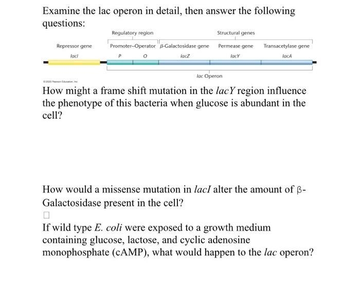 Solved Examine the lac operon in detail, then answer the | Chegg.com