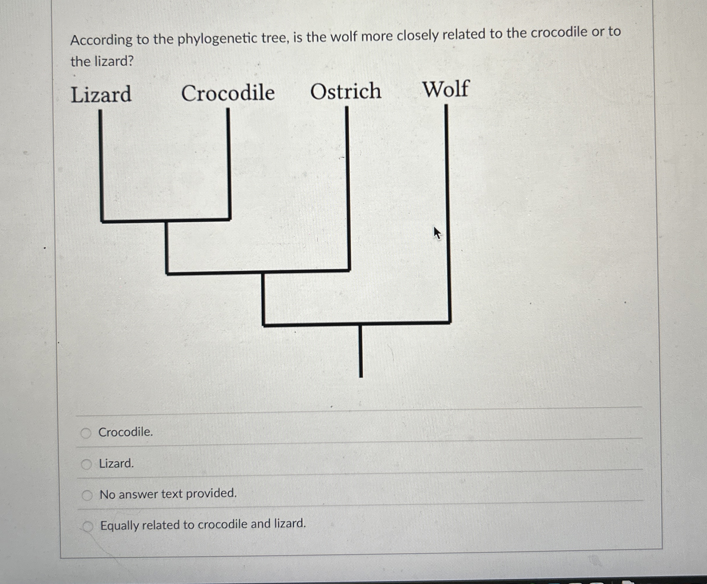 Solved According to the phylogenetic tree, is the wolf more | Chegg.com