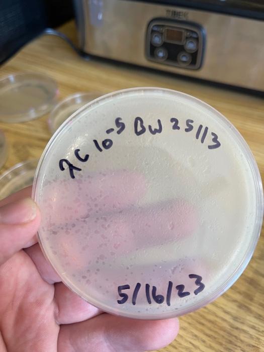 Solved this is a soft agar overlay of bw25113 and lambda vir | Chegg.com