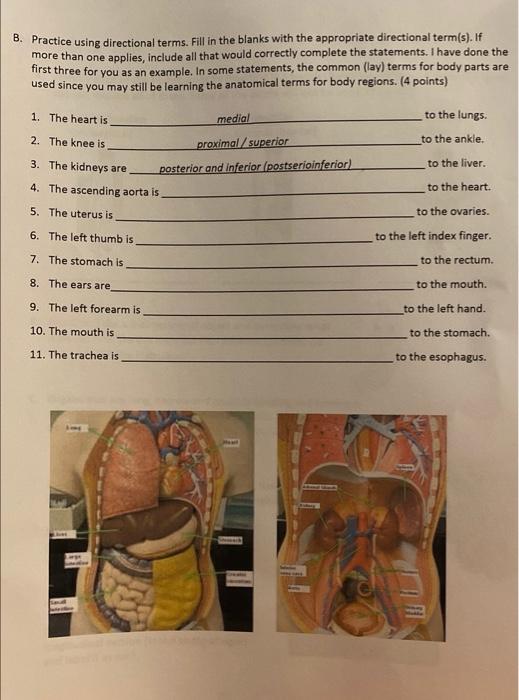 Solved B. Practice using directional terms. Fill in the | Chegg.com