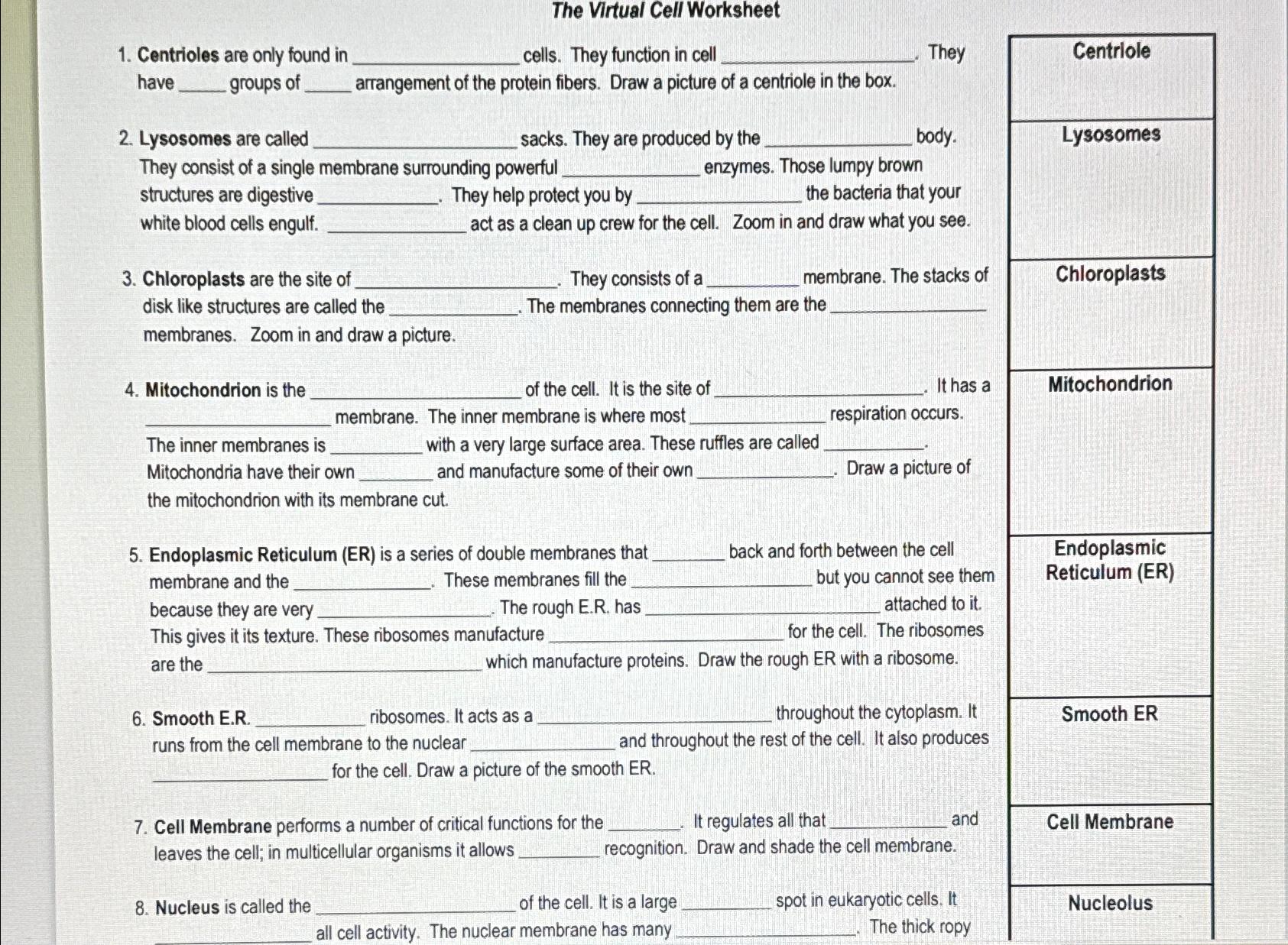 Virtual Cell Worksheet