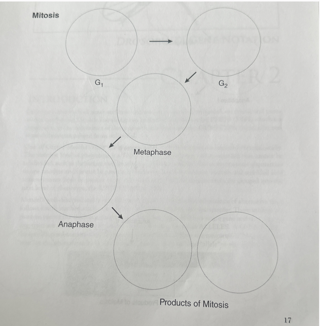 homework recap chapter 1, ﻿mitosis meiosis and basic | Chegg.com
