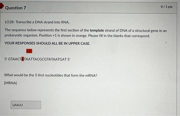 Solved LO28- Transcribe a DNA strand into RNA. The sequence | Chegg.com