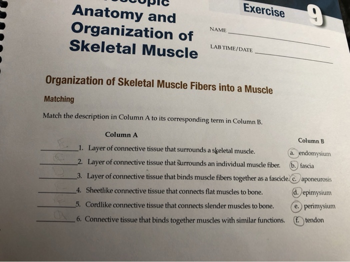 Solved осорс Exercise Anatomy and Organization of Skeletal | Chegg.com