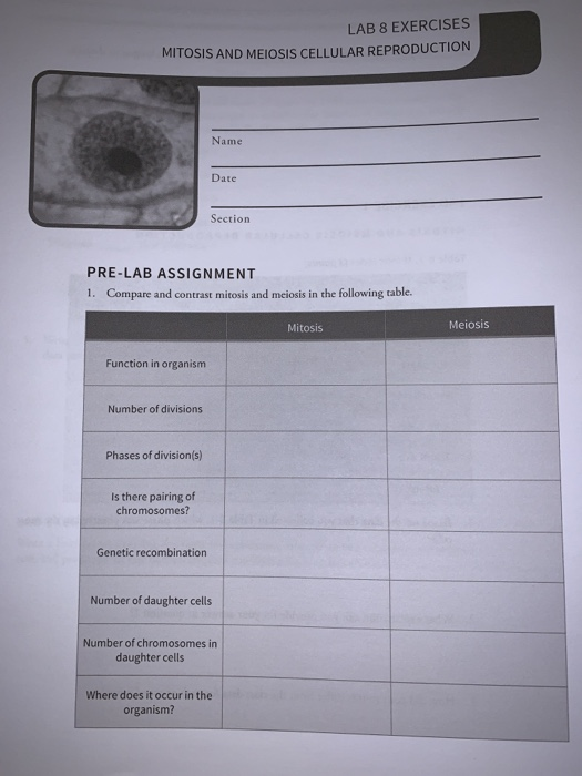 LAB 8 EXERCISES MITOSIS AND MEIOSIS CELLULAR | Chegg.com