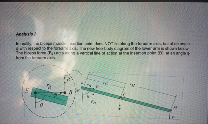 Solved Analysis 2: In reality, the biceps muscle insertion | Chegg.com