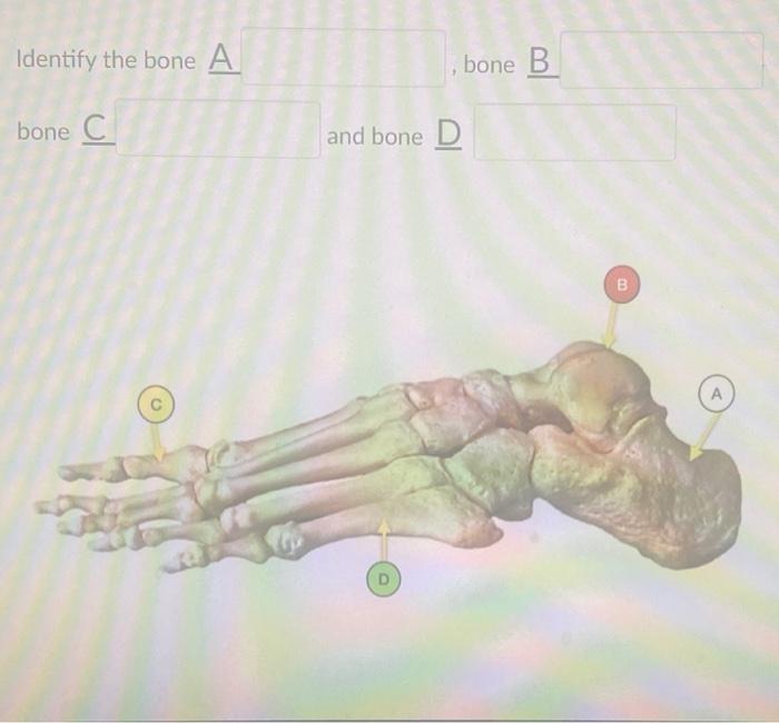 Solved Identify the bone A bone B bone C and bone D B | Chegg.com