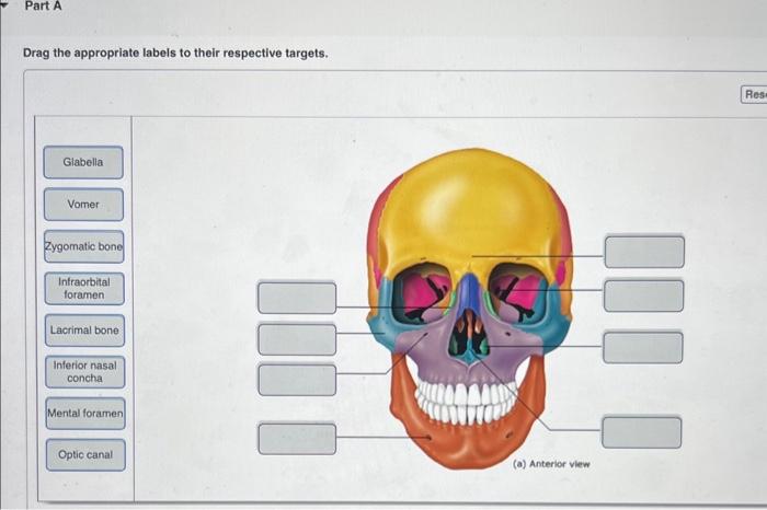 Solved Drag the appropriate labels to their respective | Chegg.com