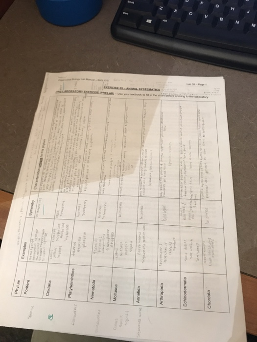 Solved Phylum Porifera Cnidaria Platyhelminthes Place | Chegg.com