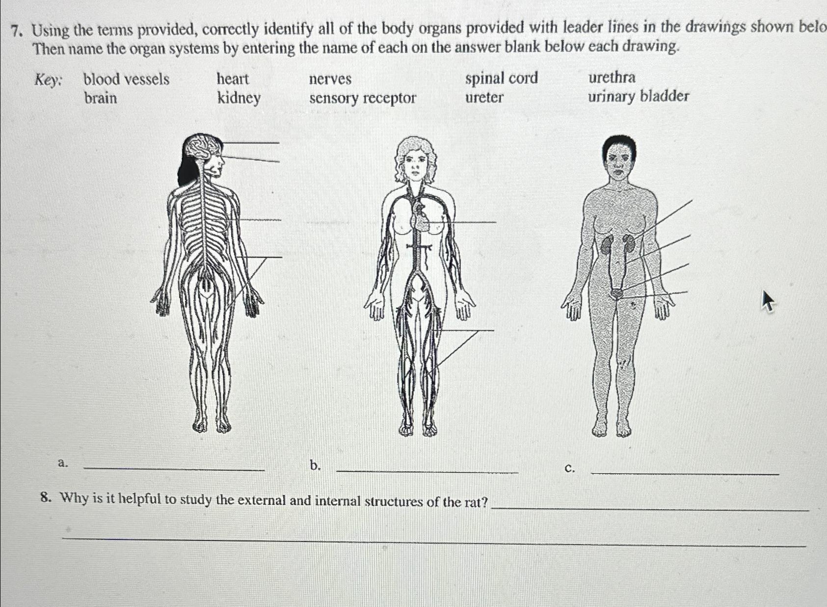 Solved Using the terms provided, correctly identify all of | Chegg.com