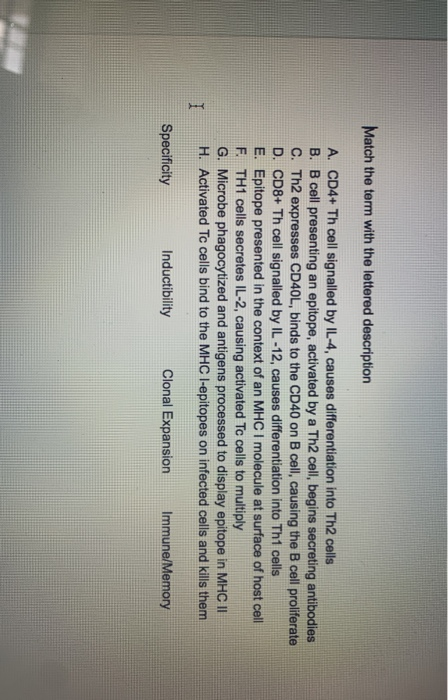 Solved Match the term with the lettered description A. CD4+ | Chegg.com