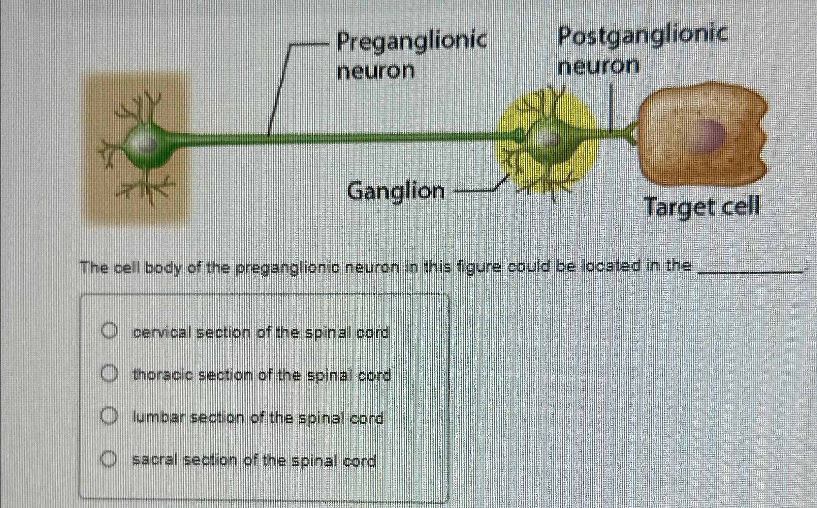 Solved The cell body of the preganglionic neuron in this | Chegg.com