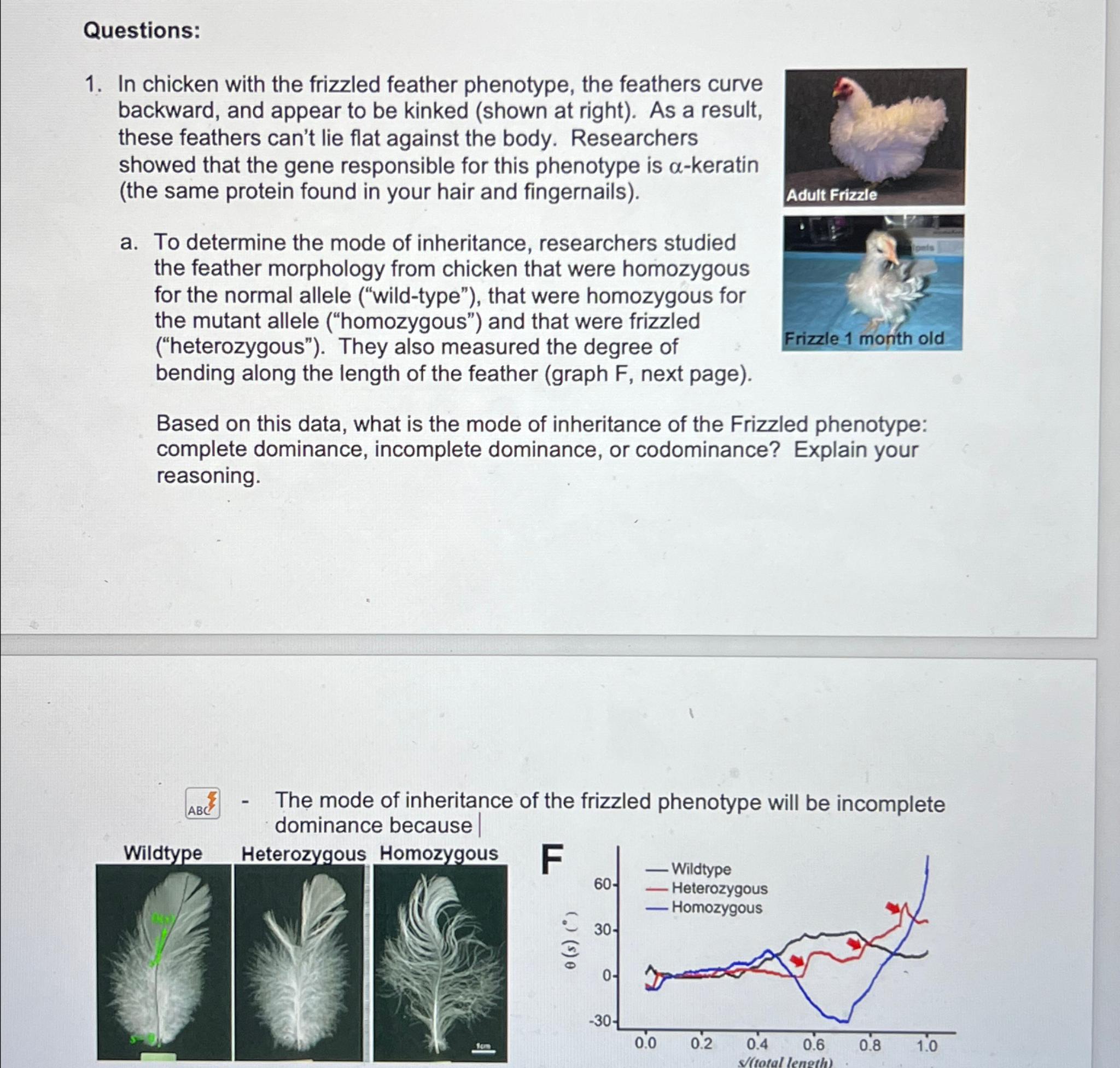 Solved Questions:In chicken with the frizzled feather | Chegg.com