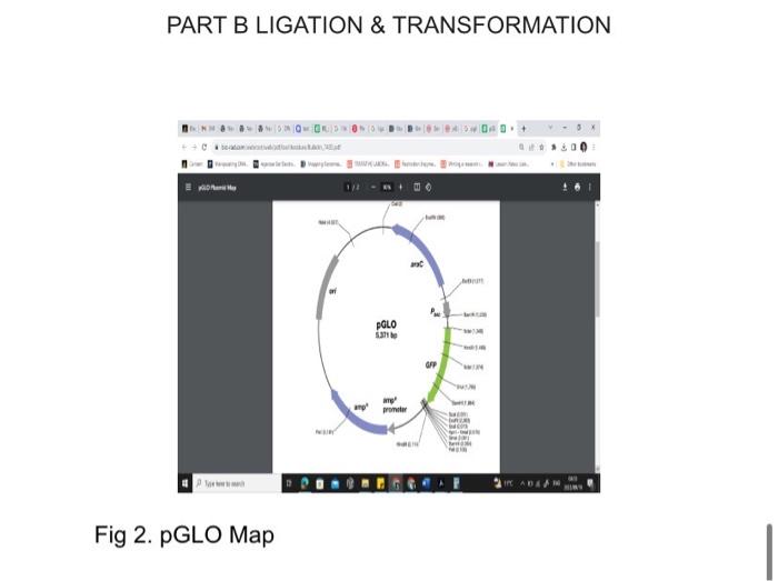 Solved 1. Based on map of the pGLO plasmid, what are the 3 | Chegg.com