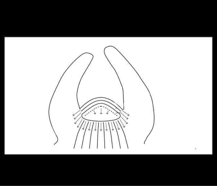 Solved Label the layers of the Shoot Apical Meristem on the | Chegg.com
