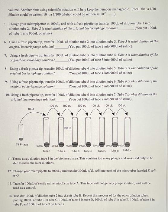 Solved Bacteriophage Lab In this lab you will make a series | Chegg.com