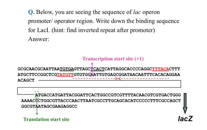 Solved Q. Below, you are seeing the sequence of lac operon | Chegg.com