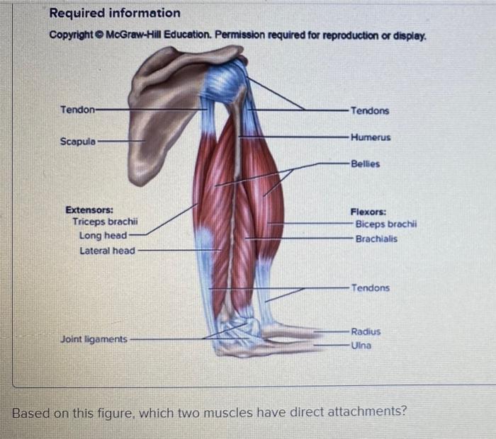 Required information Copyright © McGraw-Hill | Chegg.com