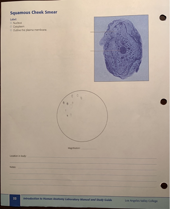Solved Squamous Cheek Smear Label: Nucleus Cytoplasm Outline | Chegg.com