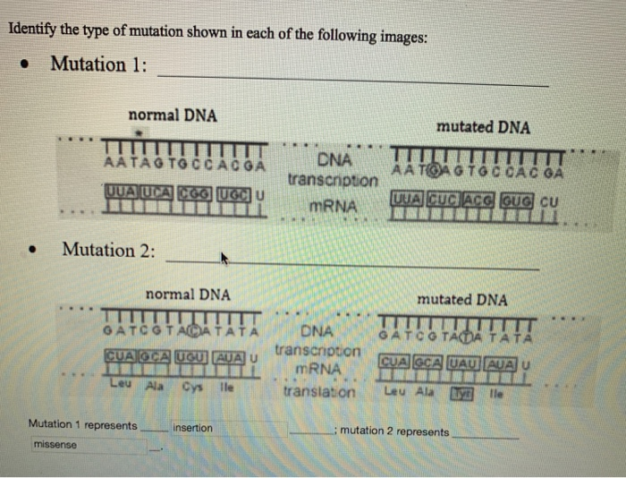 Solved Identify the type of mutation shown in each of the | Chegg.com