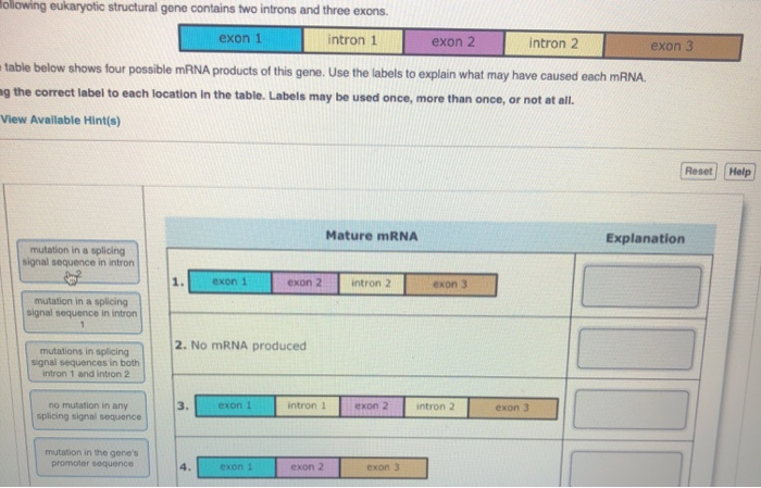 Solved following eukaryotic structural gene contains two | Chegg.com