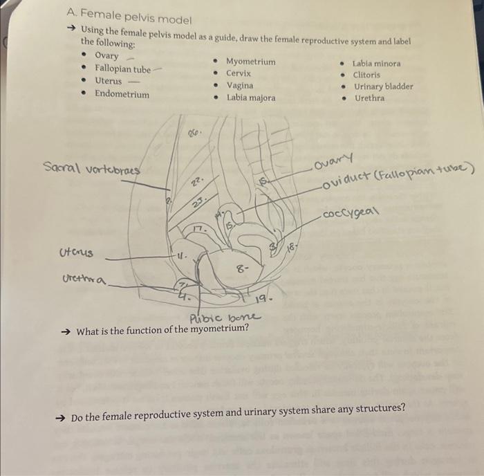 Solved A. Female pelvis model → Using the female pelvis | Chegg.com