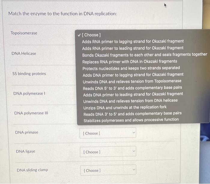 Solved Match the enzyme to the function in DNA replication: | Chegg.com