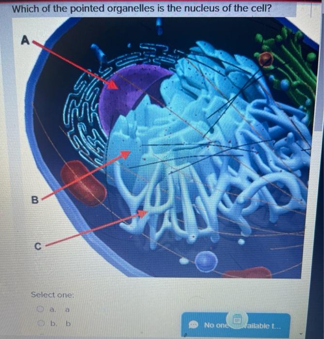 Solved Which of the pointed organelles is the nucleus of the | Chegg.com