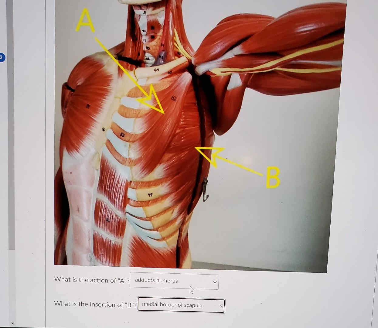 Solved What muscle is indicated by "A"? What is the action | Chegg.com