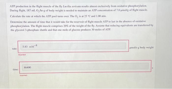 Solved ATP production in the flight muscle of the fly | Chegg.com