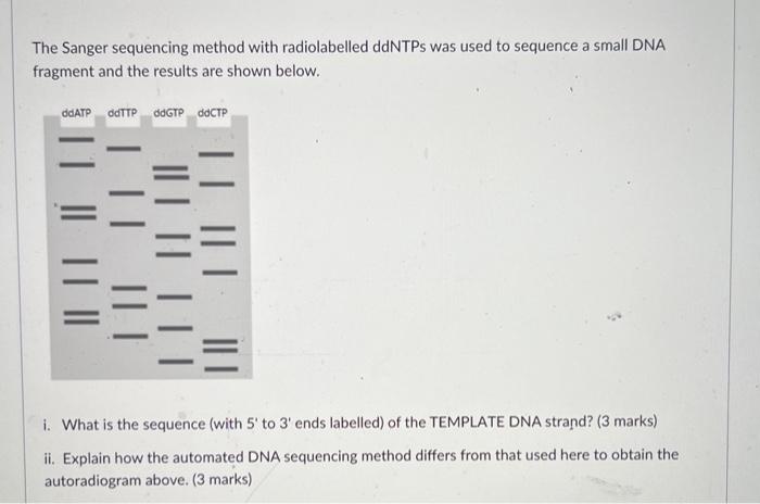 Solved The Sanger sequencing method with radiolabelled | Chegg.com