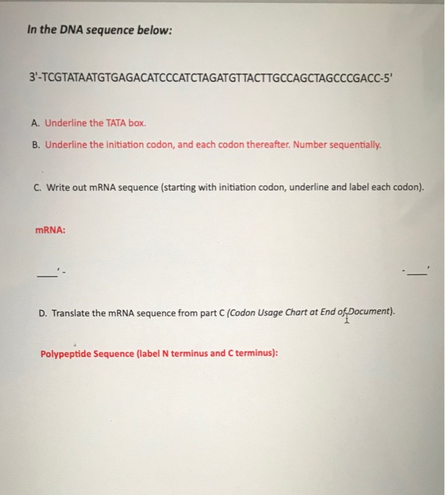 Solved In the DNA sequence below: | Chegg.com