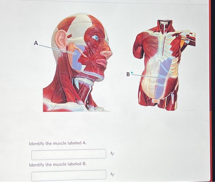 Solved Identify the muscle labeled A. Identify the muscle | Chegg.com