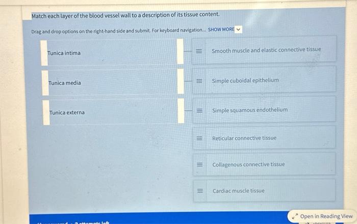 Solved Match each layer of the blood vessel wall to a | Chegg.com